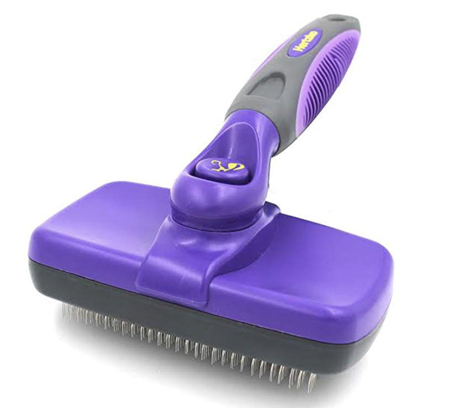 Do Labrador Retrievers Shed A Lot? - Giggle Pets