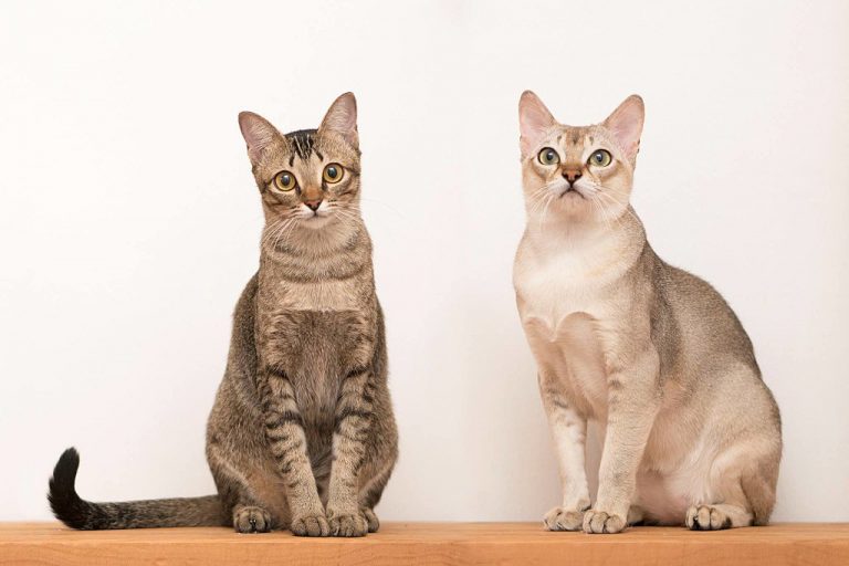 7 Small Cat Breeds You Can Adopt - Giggle Pets