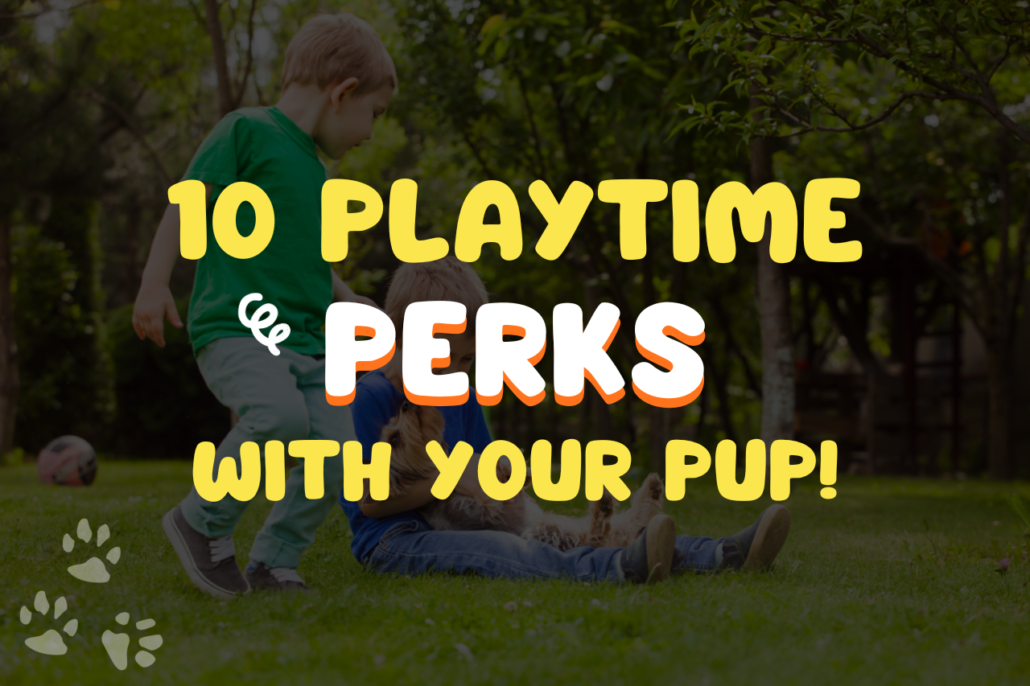 10 Pawsitively Awesome Benefits of Playing With Your Dog - Giggle Pets