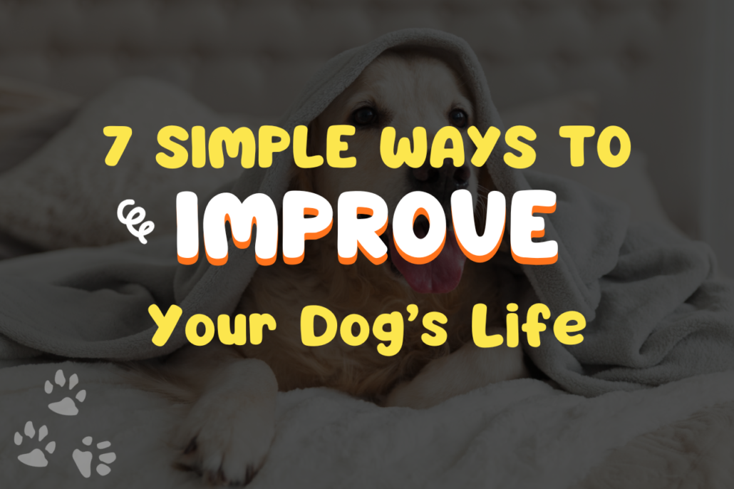 7 Simple Ways to Improve Your Dog's Life - Giggle Pets